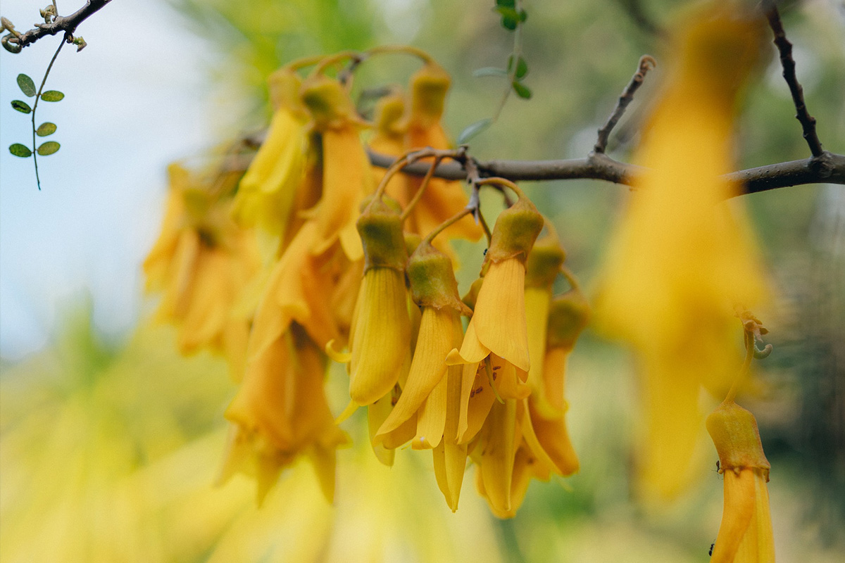 New-Zealand-Native-Flowers-Dr-Kathleen - Kathleen Schubert